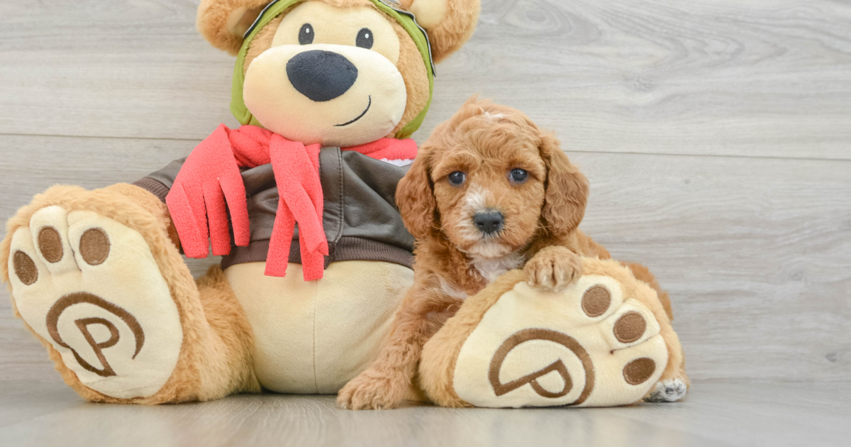 Little Cavapoo Lucy: 5lb 10oz Doodle Puppy