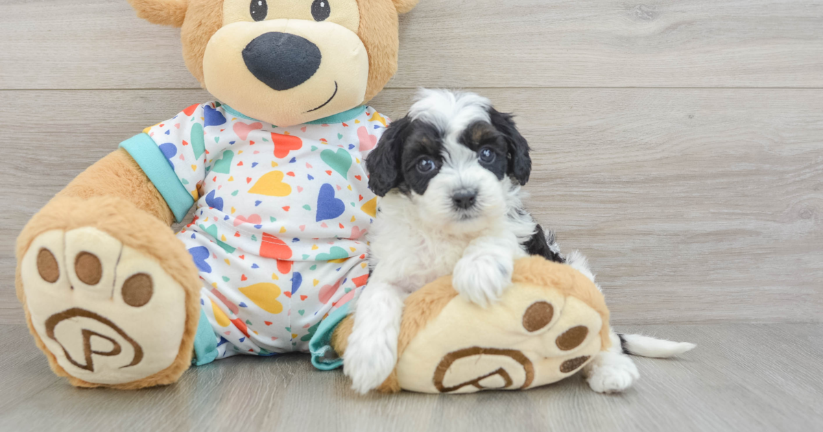 Petite Cavapoo Lucy: 4lb 13oz Doodle Puppy