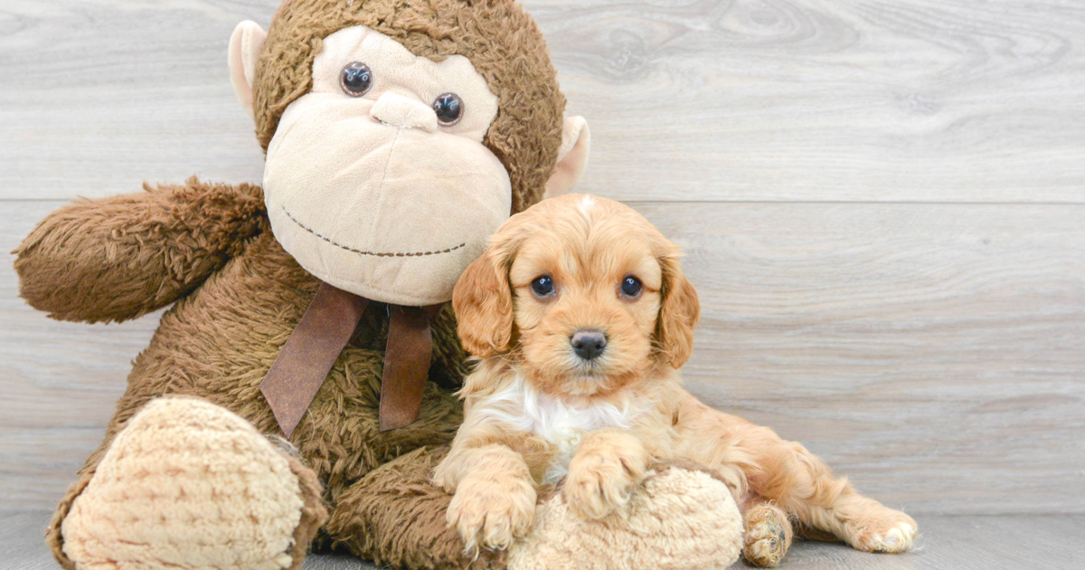 Funny Cavapoo Matt: 4lb 5oz Doodle Puppy