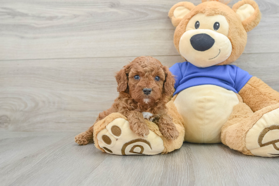 Playful Cavapoo Meatball: 4lb 2oz Doodle Puppy