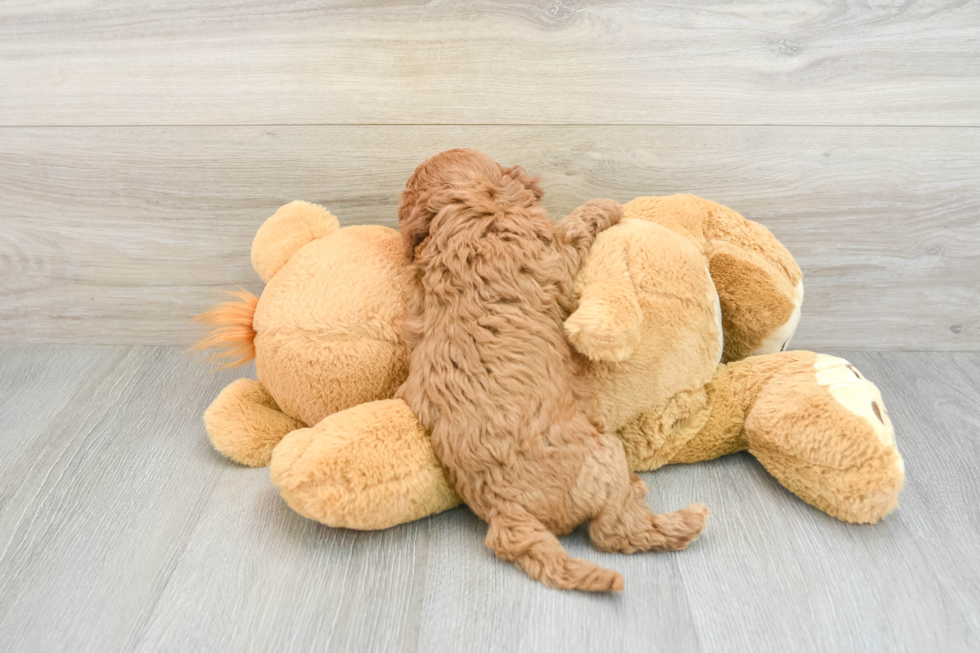 Playful Cavapoo Meatball: 4lb 2oz Doodle Puppy