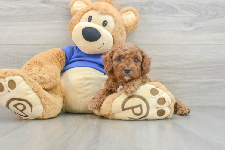 Playful Cavapoo Meatball: 4lb 2oz Doodle Puppy