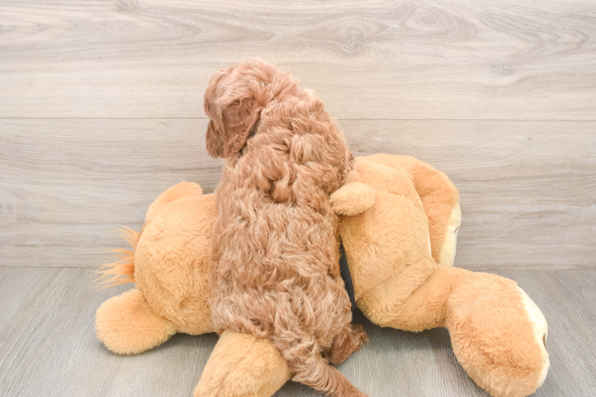 Cavapoo Nashville: 2lb 15oz Doodle Puppy