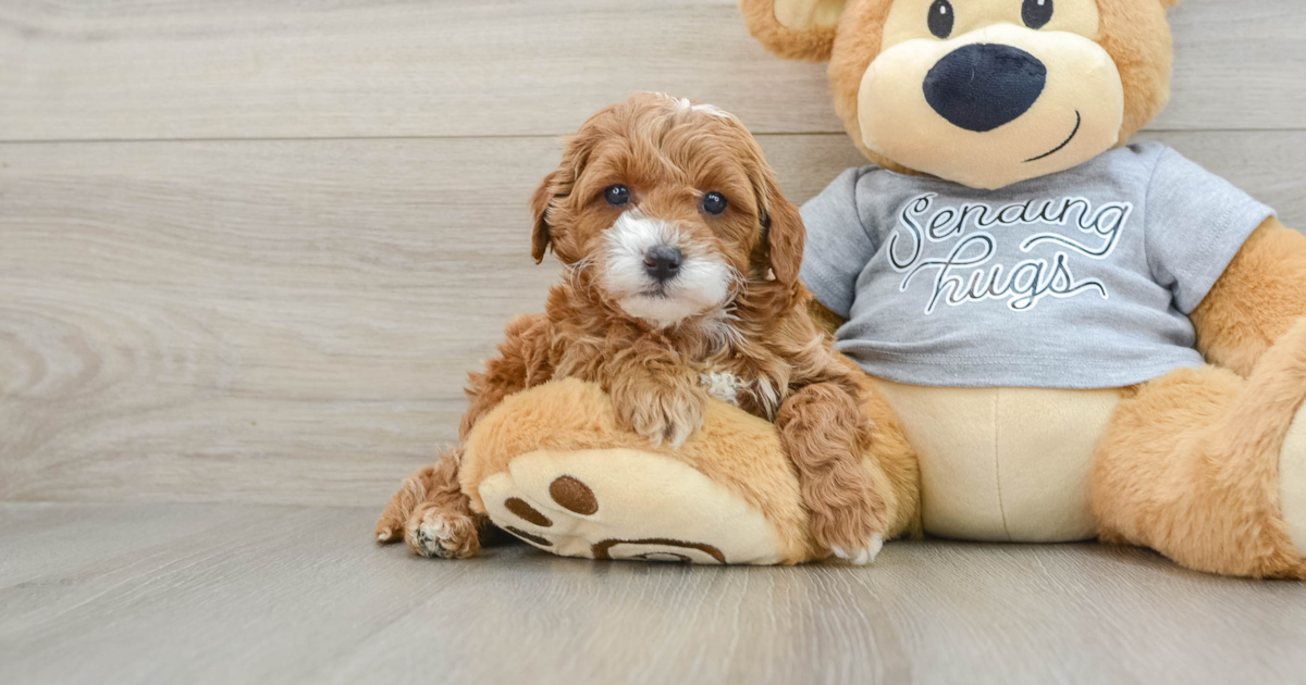 Funny Cavapoo Natalia: 5lb 4oz Doodle Puppy