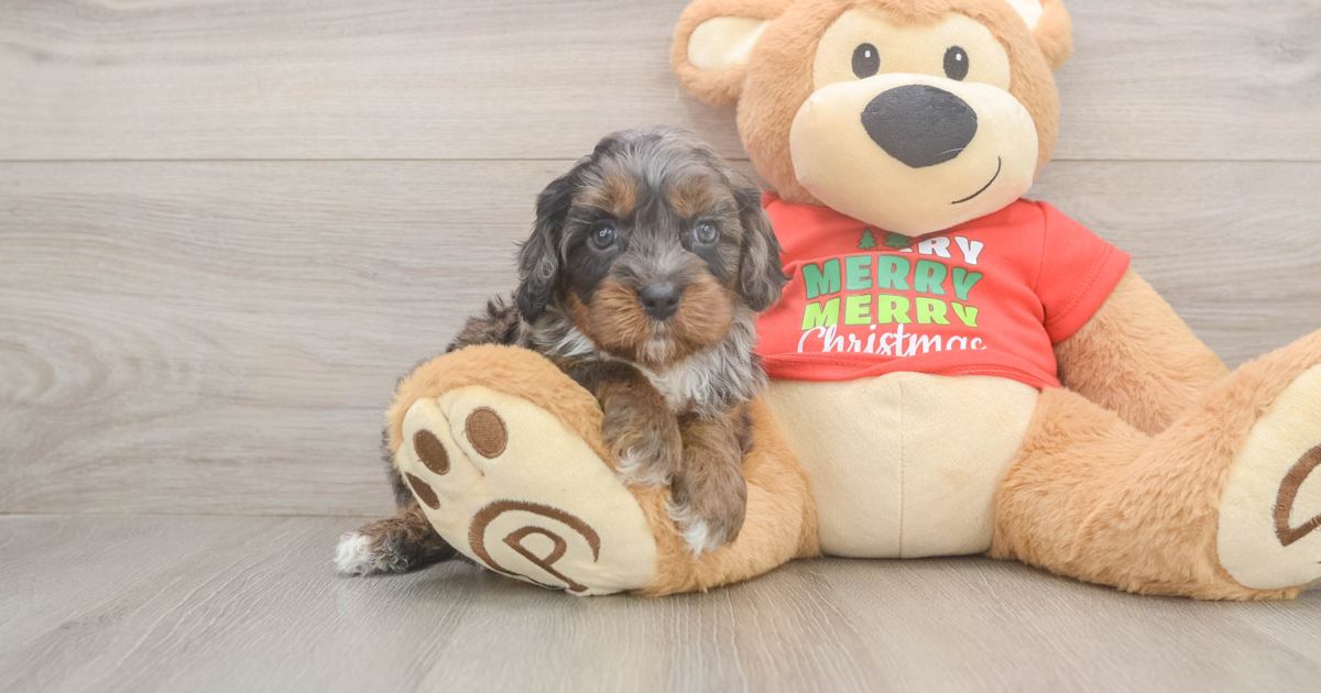 Funny Cavapoo Natalia: 4lb 13oz Doodle Puppy