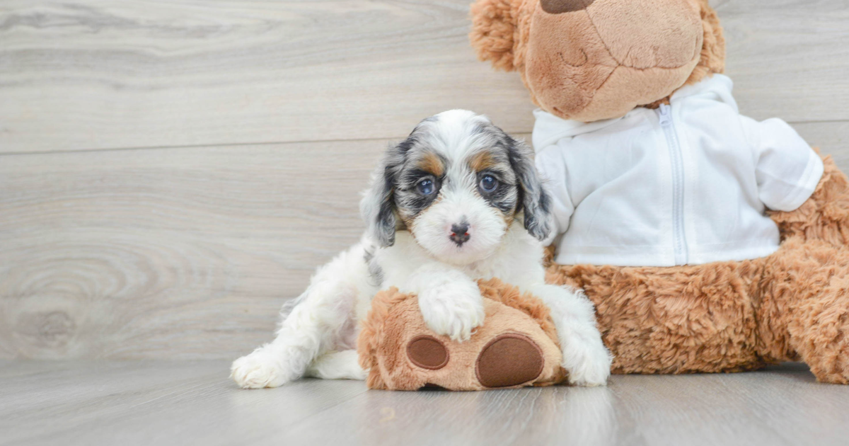 Little Cavapoo Nellie: 4lb 7oz Doodle Puppy