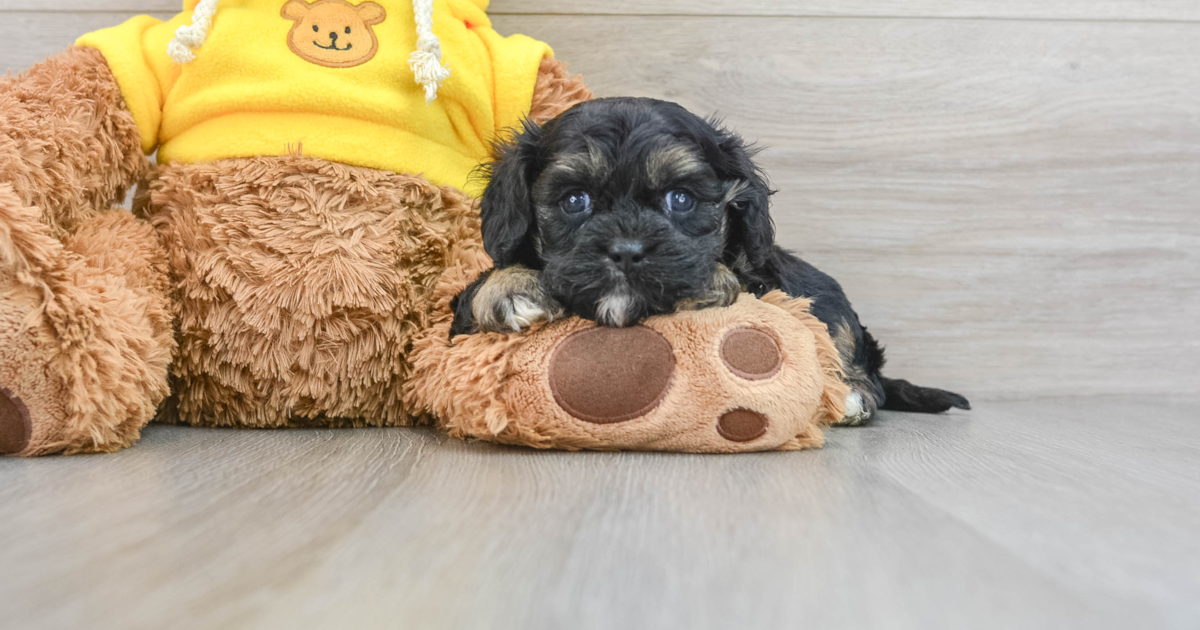 Little Cavapoo Nellie: 3lb 11oz Doodle Puppy