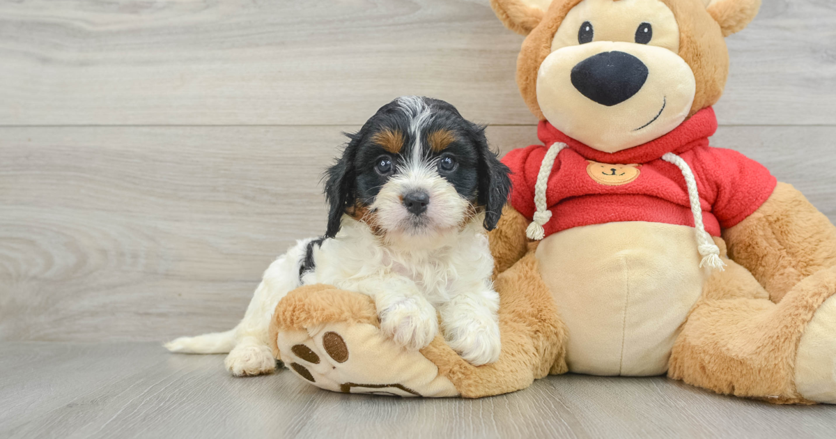 Playful Cavapoo Nellie: 5lb 14oz Doodle Puppy