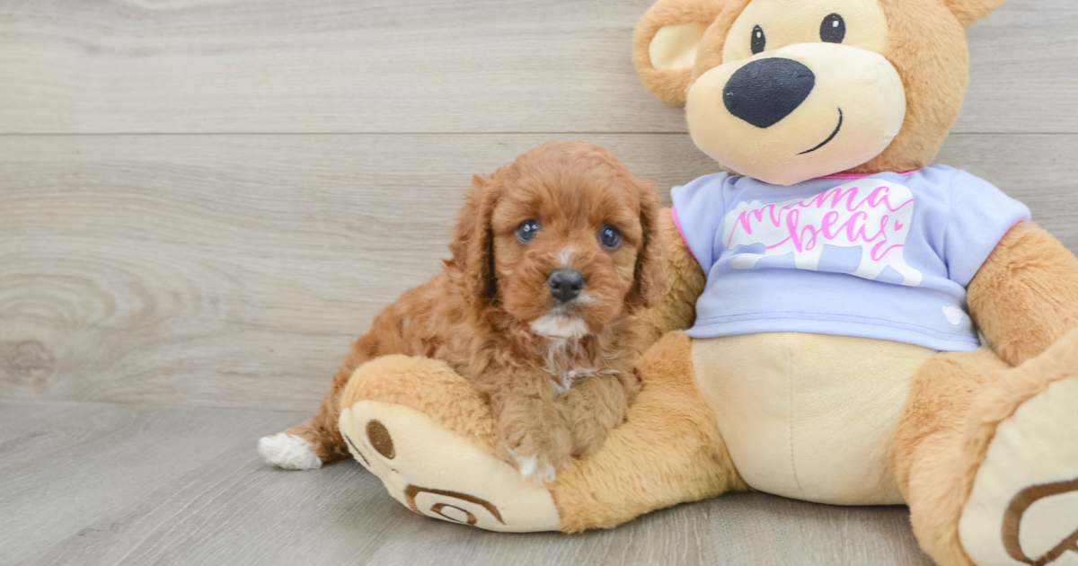 Little Cavapoo Nellie: 4lb 8oz Doodle Puppy