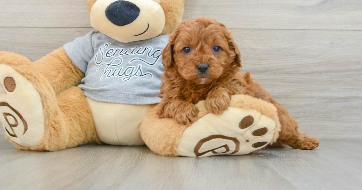 Happy Cavapoo Neptune: 4lb 9oz Doodle Puppy