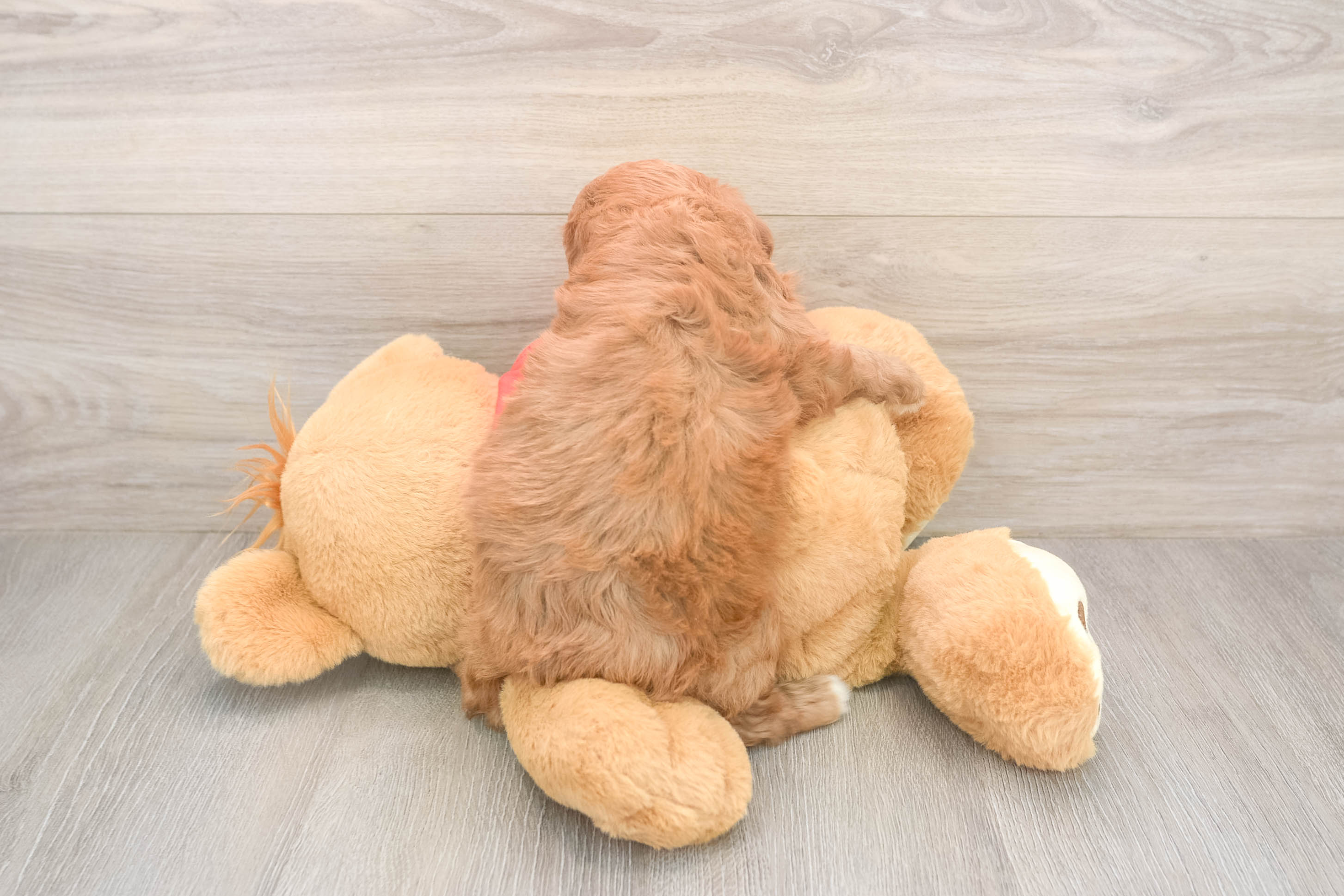 Energetic Cavapoo Nevada: 4lb 5oz Doodle Puppy