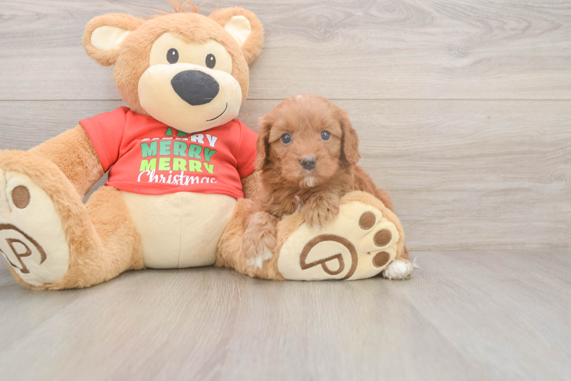Adorable Cavapoo Nevada: 4lb 5oz Doodle Puppy