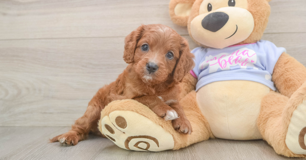 Funny Cavapoo Nicholson: 5lb 13oz Doodle Puppy
