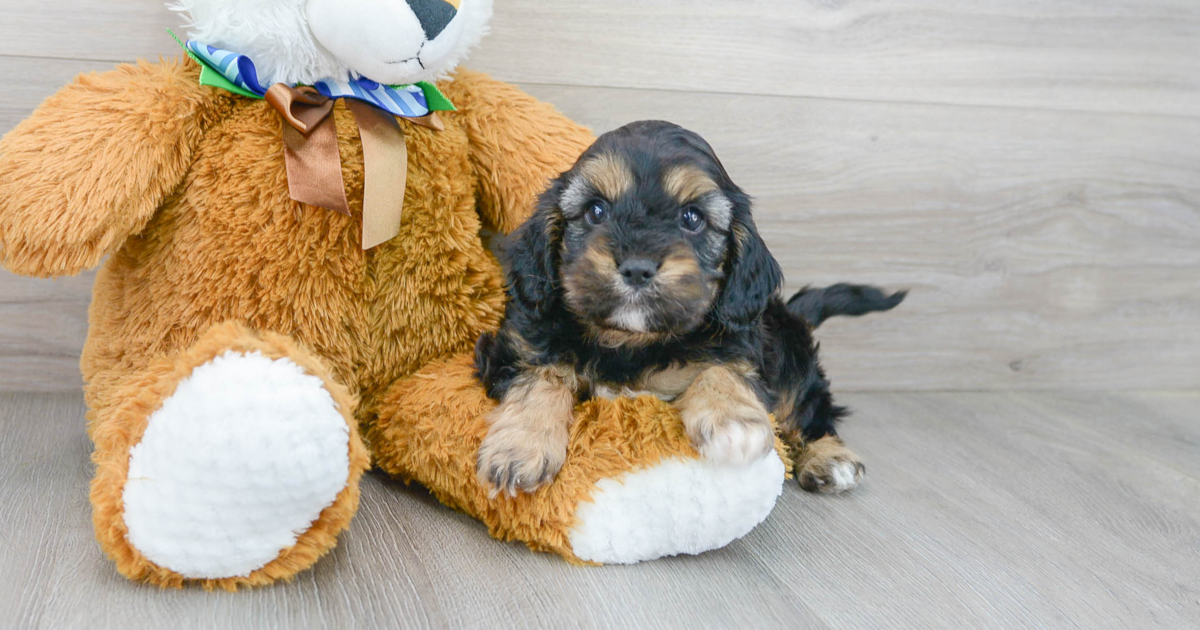 Sweet Cavapoo Nixon: 4lb 10oz Doodle Puppy