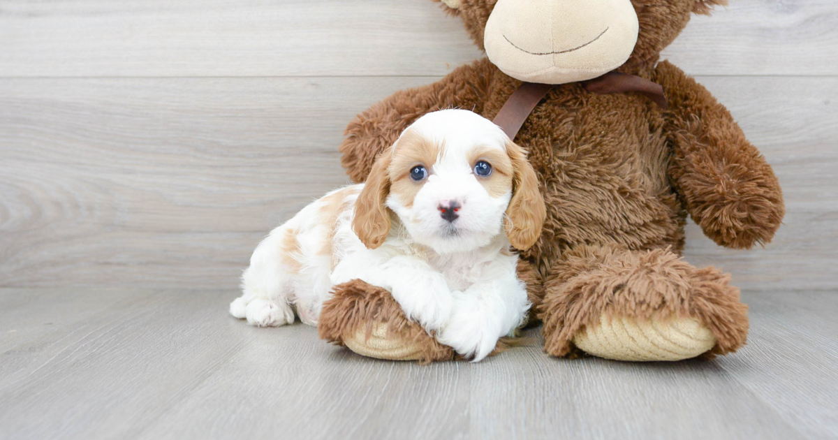Cute Cavapoo Nixon: 4lb 5oz Doodle Puppy