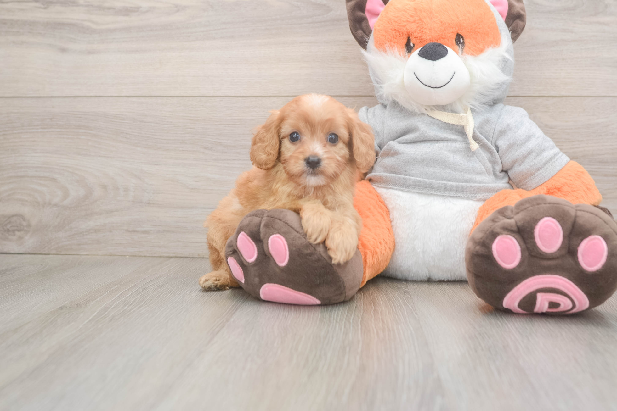 Cavapoo Orion: 1lb 10oz Doodle Puppy
