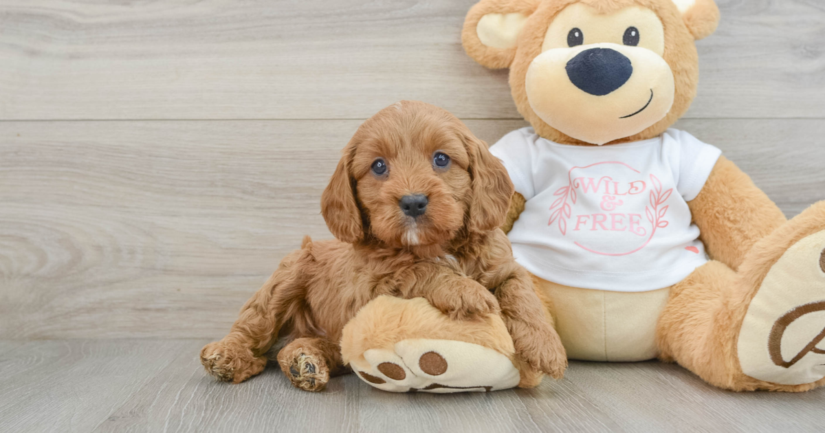 Fluffy Cavapoo Orlando: 6lb 10oz Doodle Puppy