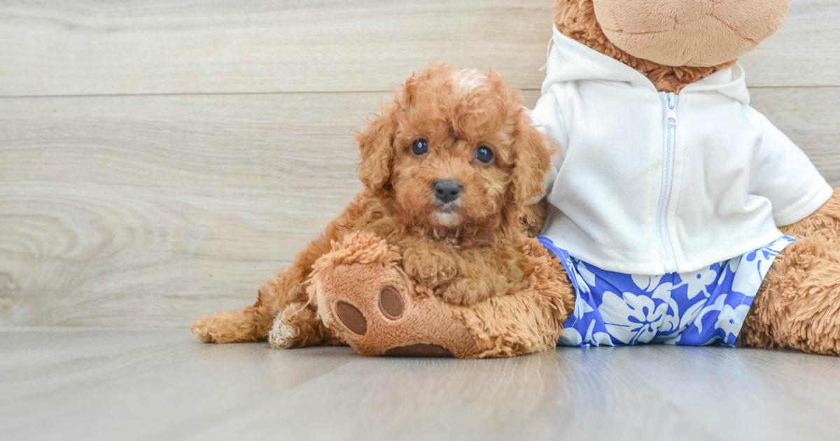 Cute Cavapoo Oscar: 3lb 10oz Doodle Puppy