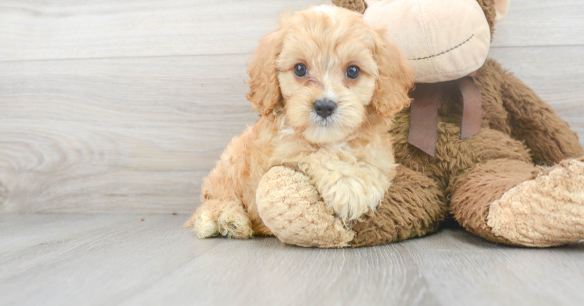 Cute Cavapoo Otis: 3lb 4oz Doodle Puppy