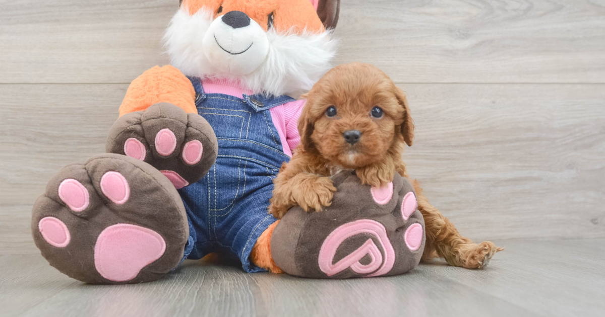 Funny Cavapoo Pinot: 3lb 15oz Doodle Puppy
