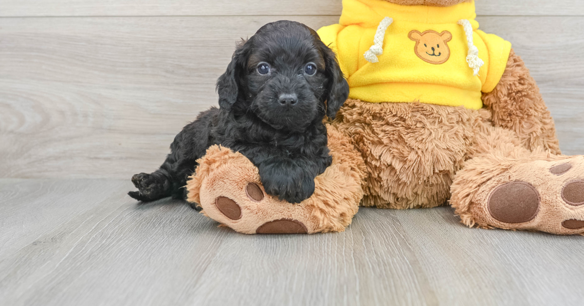 Popular Cavapoo Pinto: 3lb 13oz Doodle Puppy