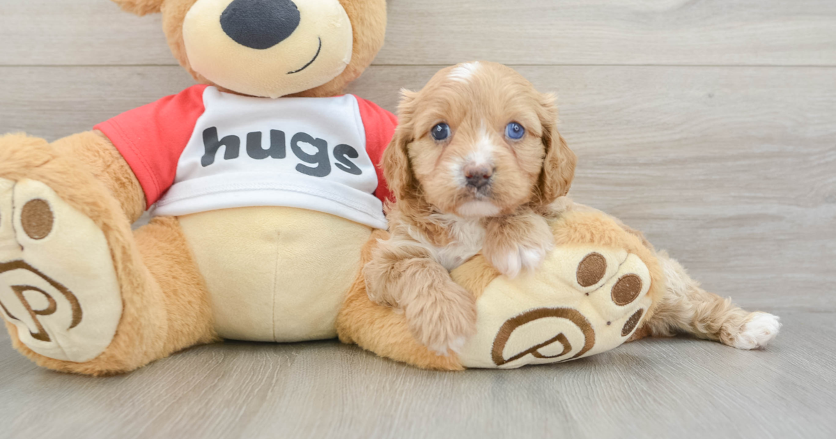 Fluffy Cavapoo Polaris: 6lb 2oz Doodle Puppy