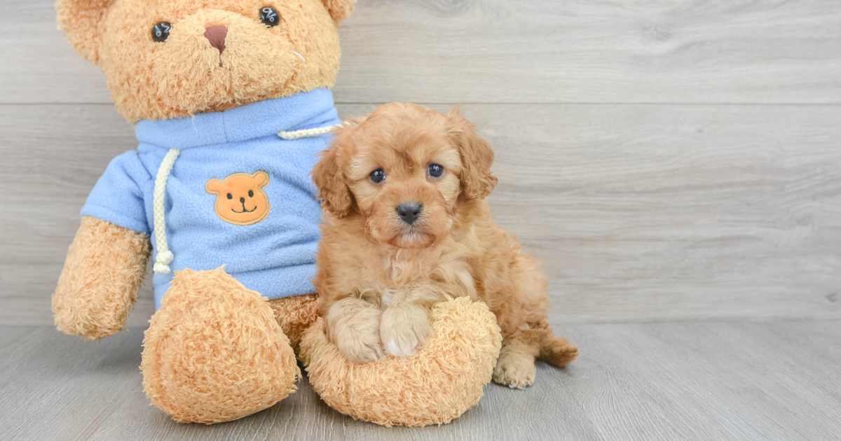Funny Cavapoo Posie: 3lb 11oz Doodle Puppy
