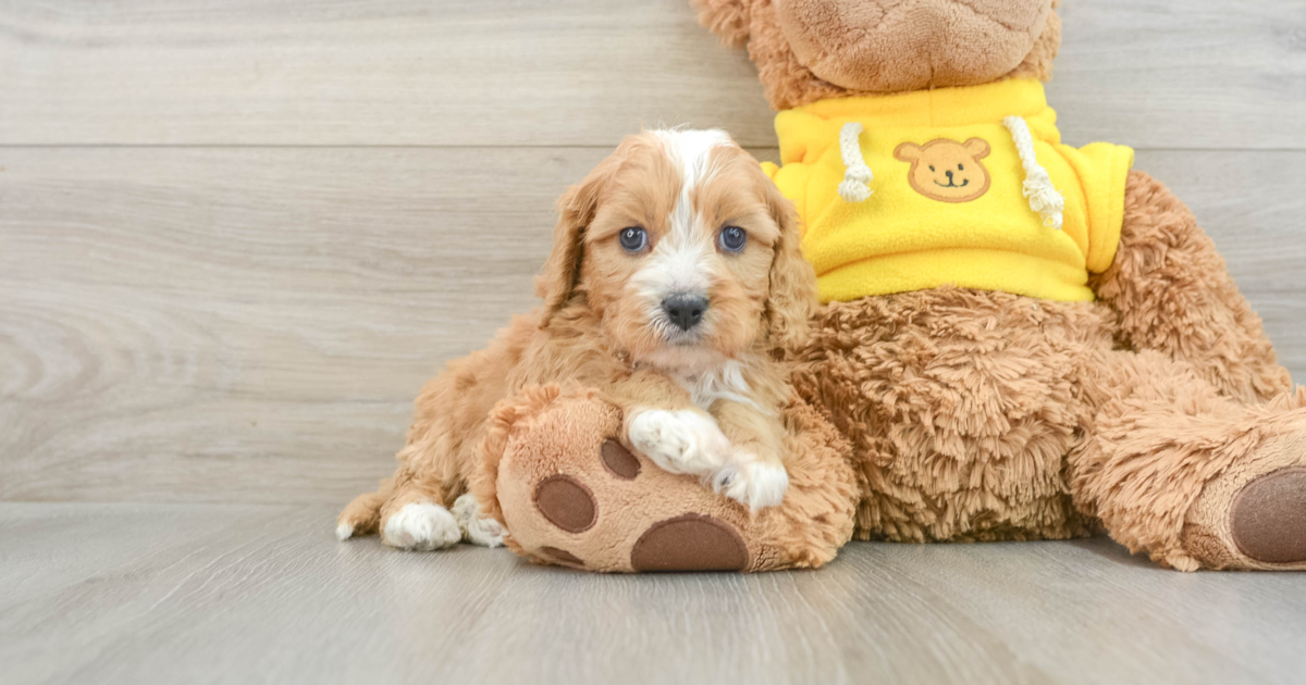 Little Cavapoo Prime: 5lb 10oz Doodle Puppy
