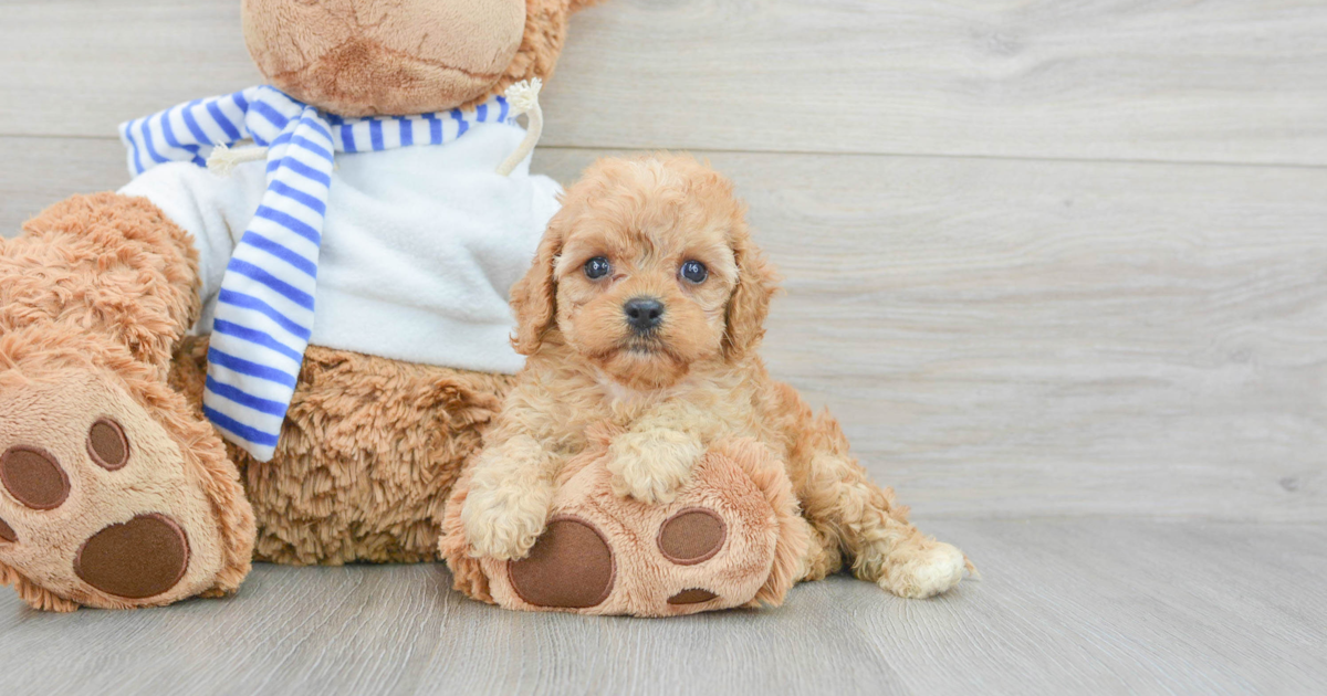 Little Cavapoo Pumpkin: 2lb 12oz Doodle Puppy