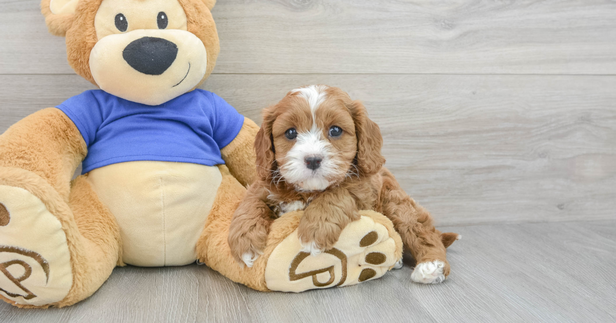 Adorable Cavapoo Pumpkin: 6lb 5oz Doodle Puppy