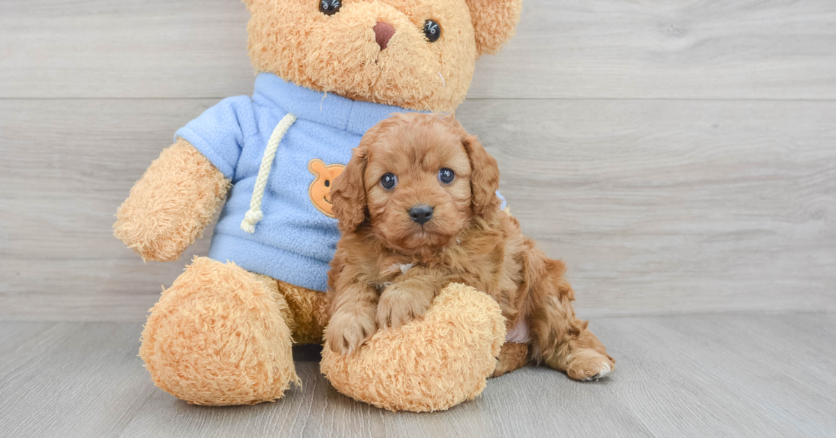 Small Cavapoo Pumpkin: 3lb 15oz Doodle Puppy