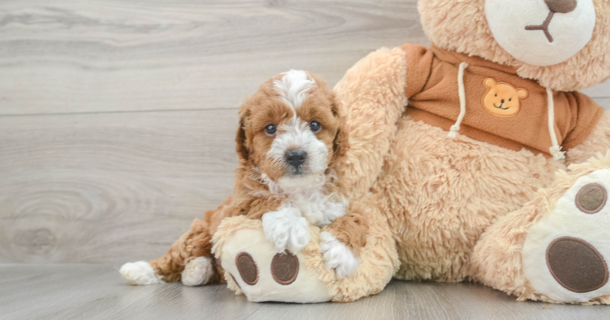 Petite Cavapoo Pumpkin: 4lb 9oz Doodle Puppy