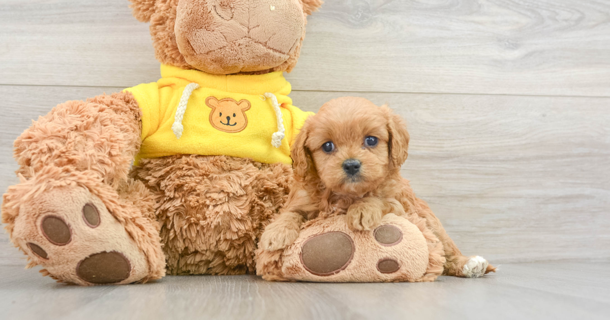 Sweet Cavapoo Pumpkin: 2lb 13oz Doodle Puppy