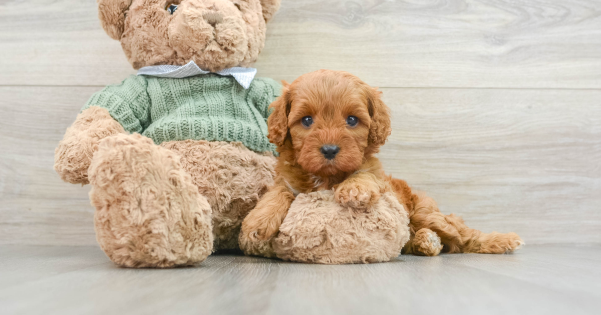 Small Cavapoo Pumpkin: 4lb 6oz Doodle Puppy