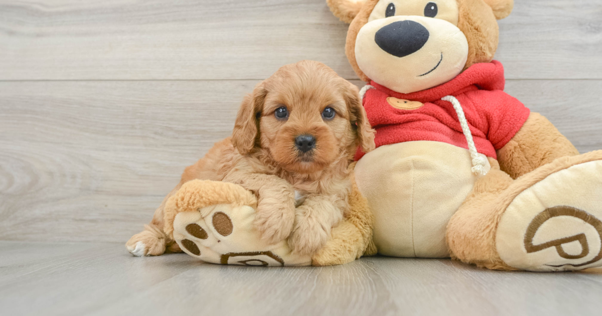 Small Cavapoo Pumpkin: 6lb 1oz Doodle Puppy
