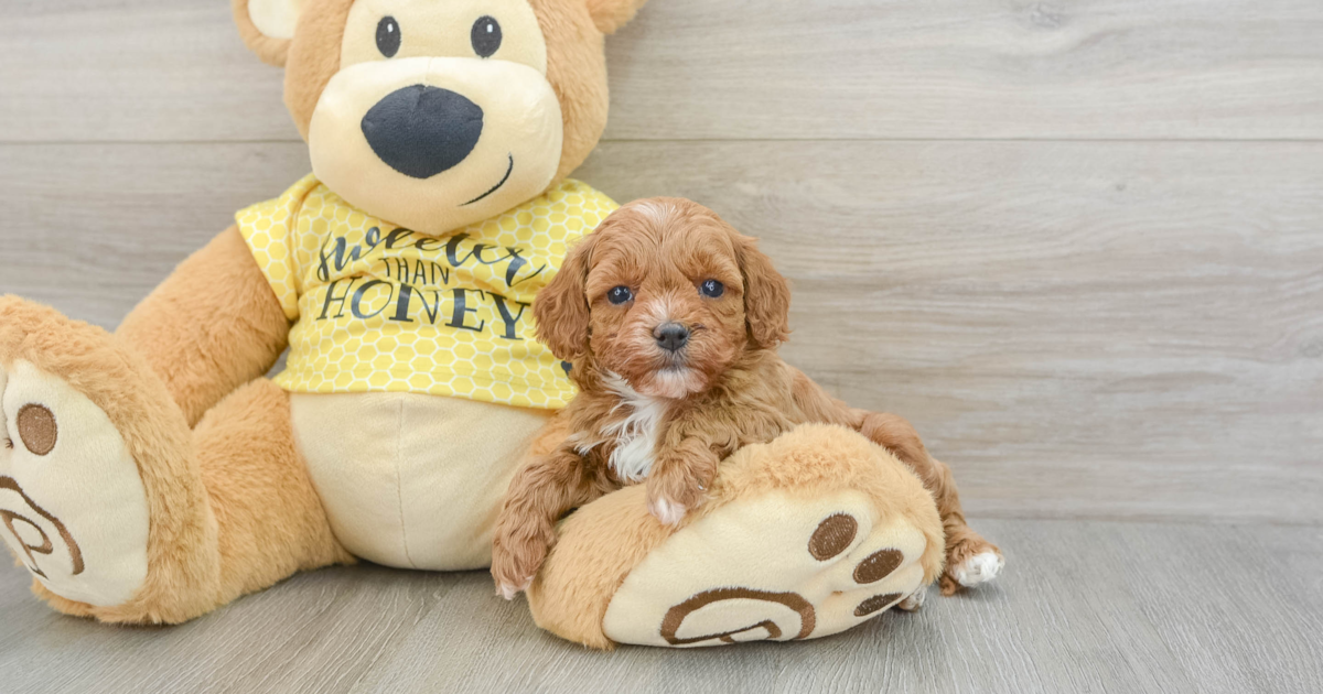 Small Cavapoo Pumpkin: 2lb 11oz Doodle Puppy