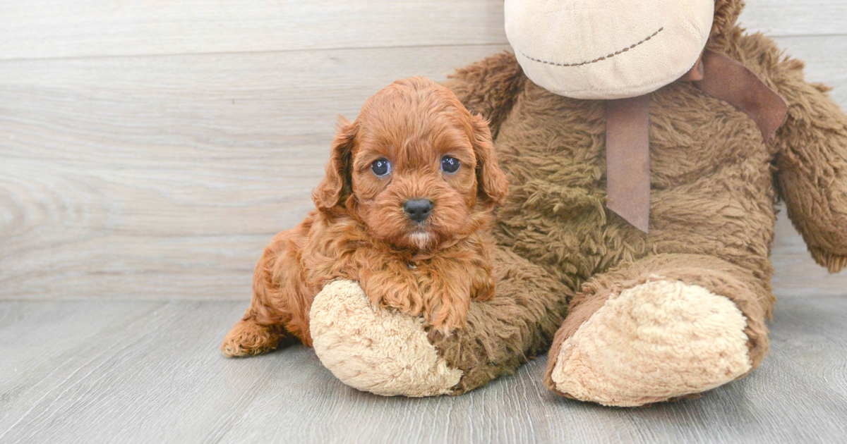 Funny Cavapoo Pumpkin: 2lb 4oz Doodle Puppy
