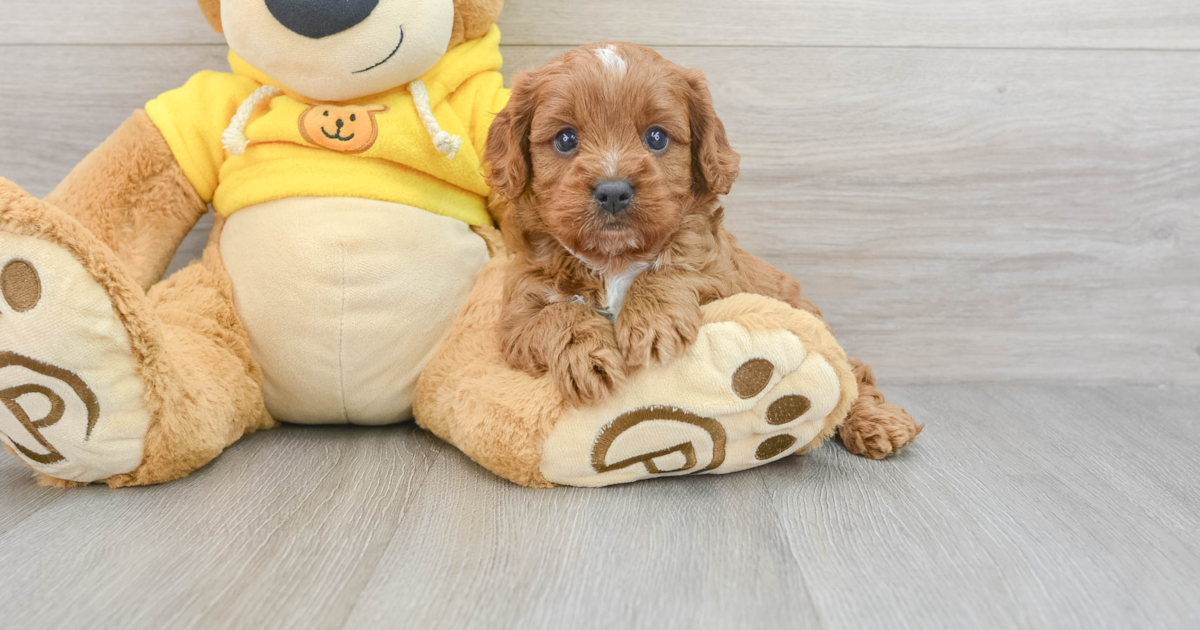 Cute Cavapoo Quill: 4lb 10oz Doodle Puppy