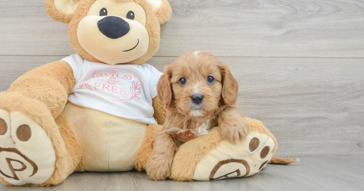 Funny Cavapoo Ray: 4lb 4oz Doodle Puppy