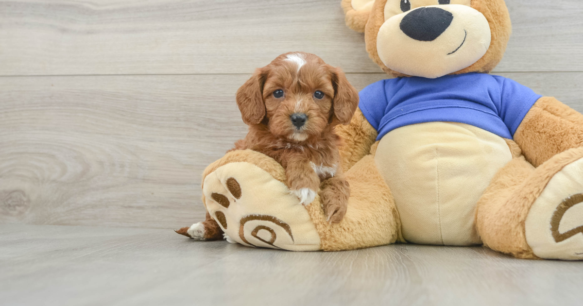 Smart Cavapoo Red: 2lb 13oz Doodle Puppy