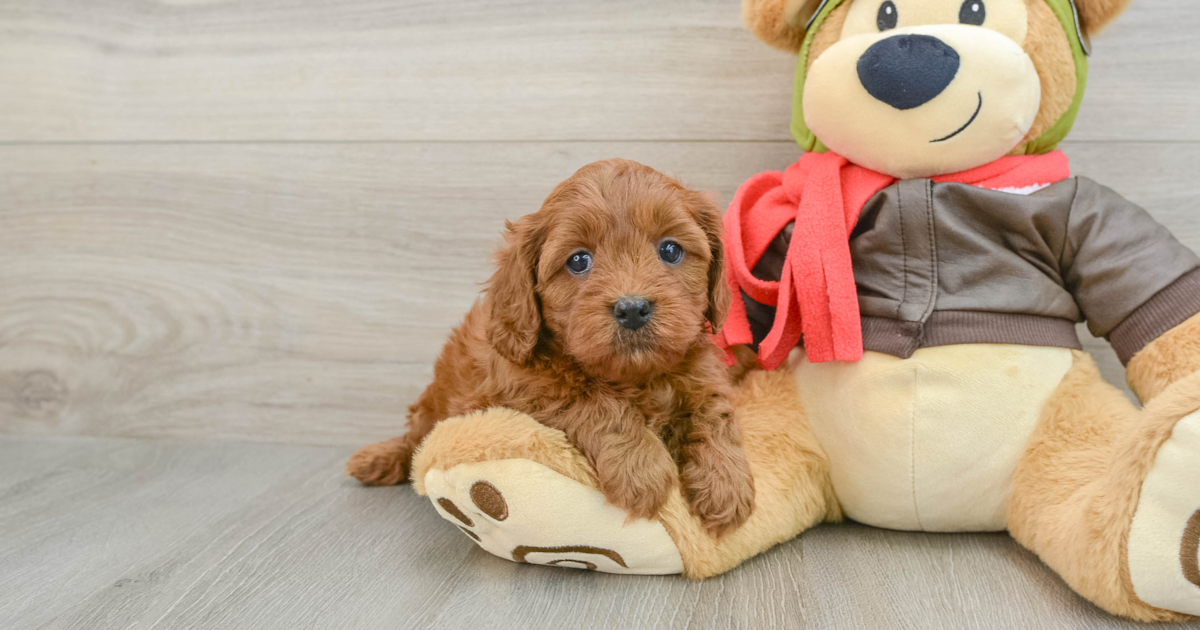 Fluffy Cavapoo Red: 4lb 12oz Doodle Puppy