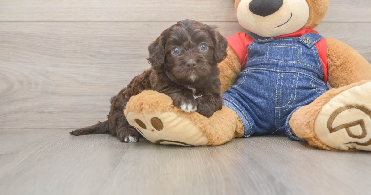 Small Cavapoo Rory: 3lb 4oz Doodle Puppy