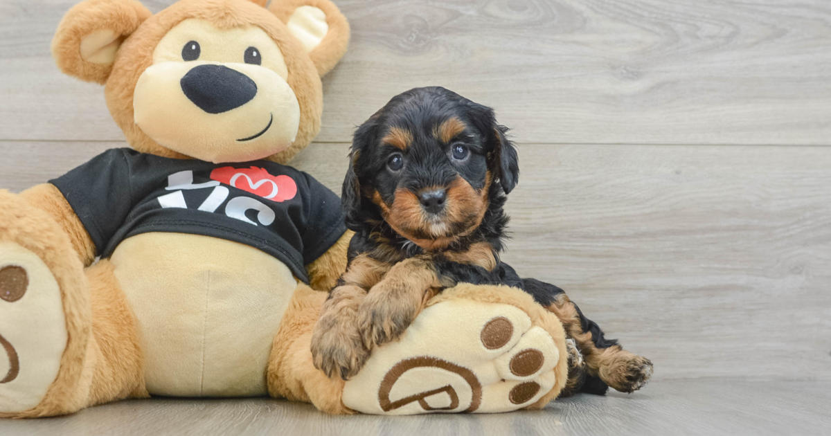 Fluffy Cavapoo Roger: 6lb 5oz Doodle Puppy