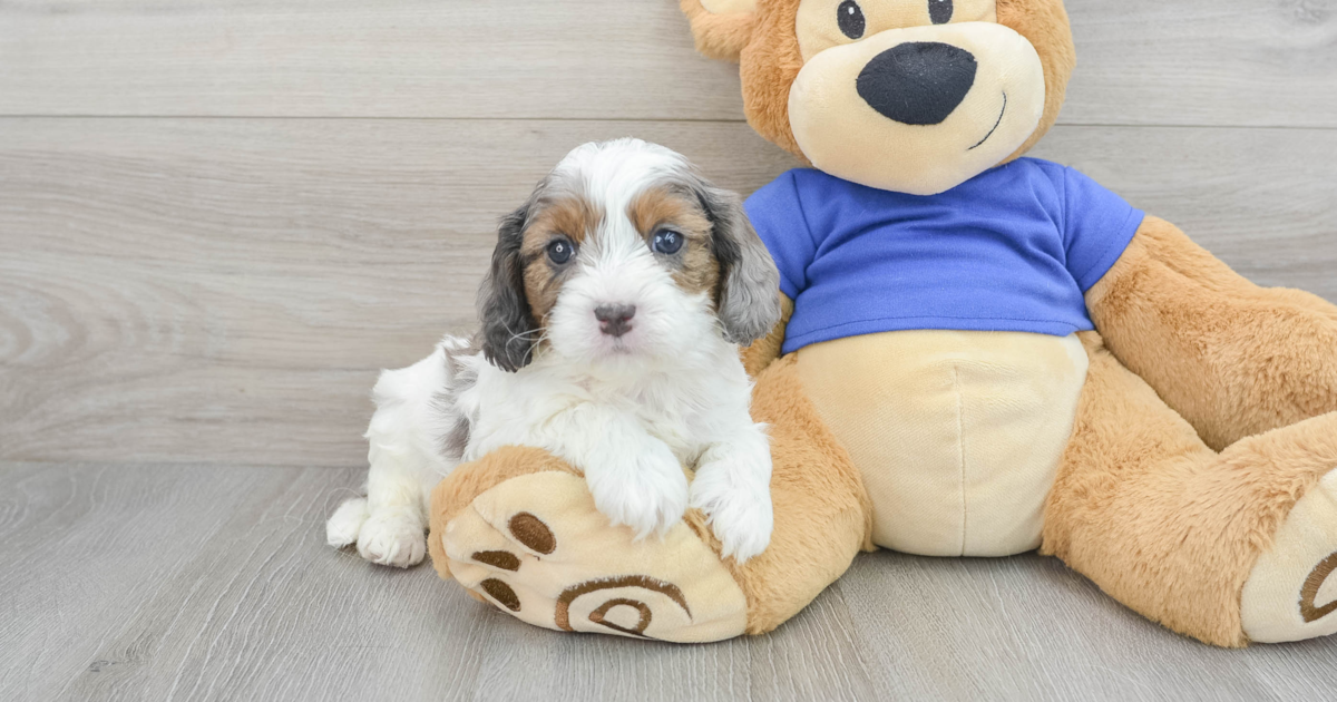 Little Cavapoo Rondo: 6lb 1oz Doodle Puppy