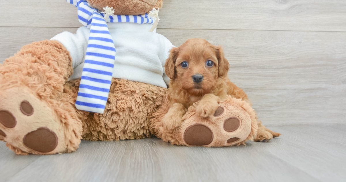 Playful Cavapoo Rosie: 3lb 10oz Doodle Puppy