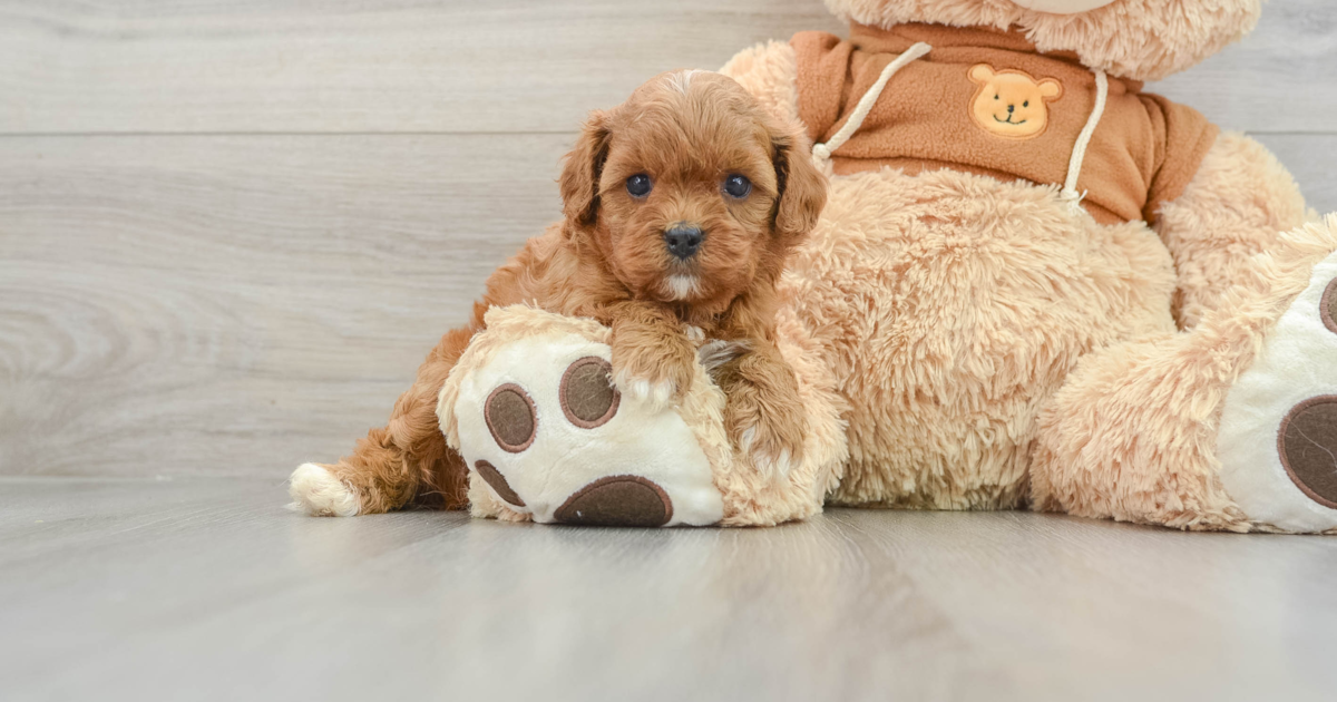 Fluffy Cavapoo Rosie: 4lb 8oz Doodle Puppy