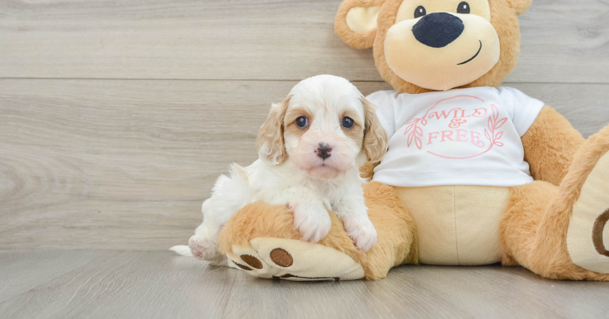 Petite Cavapoo Rosie: 3lb 5oz Doodle Puppy