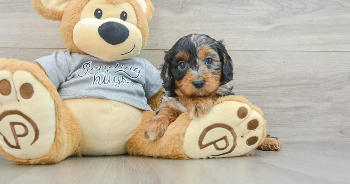 Adorable Cavapoo Rosie: 8lb 5oz Doodle Puppy