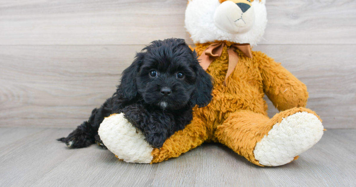 Fluffy Cavapoo Rosie: 4lb 3oz Doodle Puppy