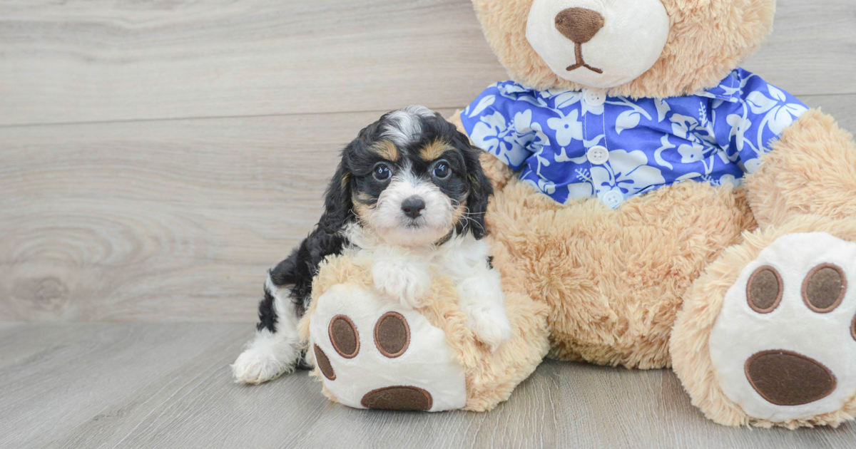 Popular Cavapoo Rover: 4lb 3oz Doodle Puppy
